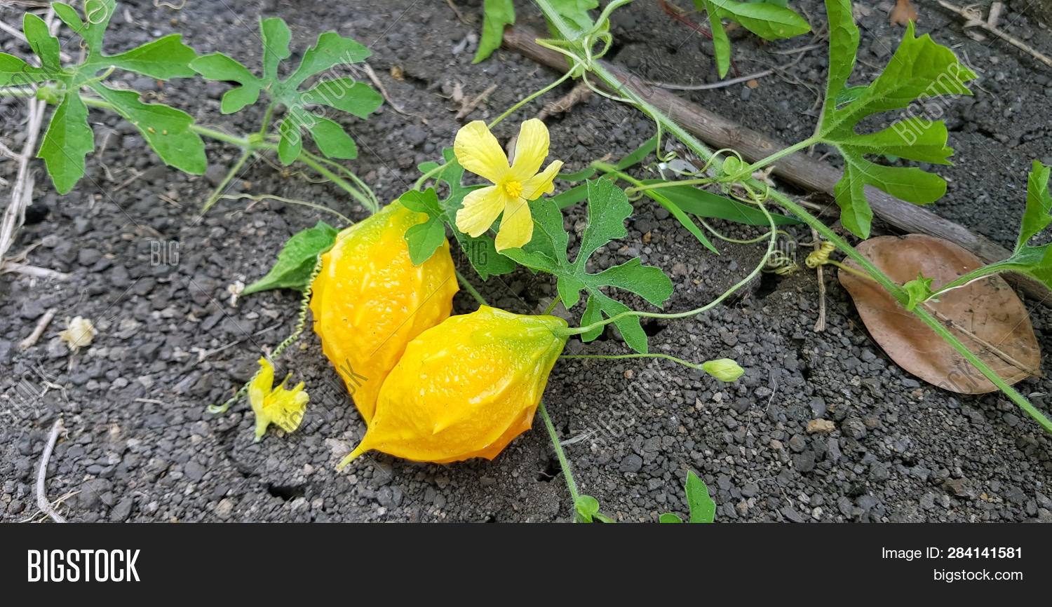 Bitter Gourd Grows On Image & Photo (Free Trial) | Bigstock