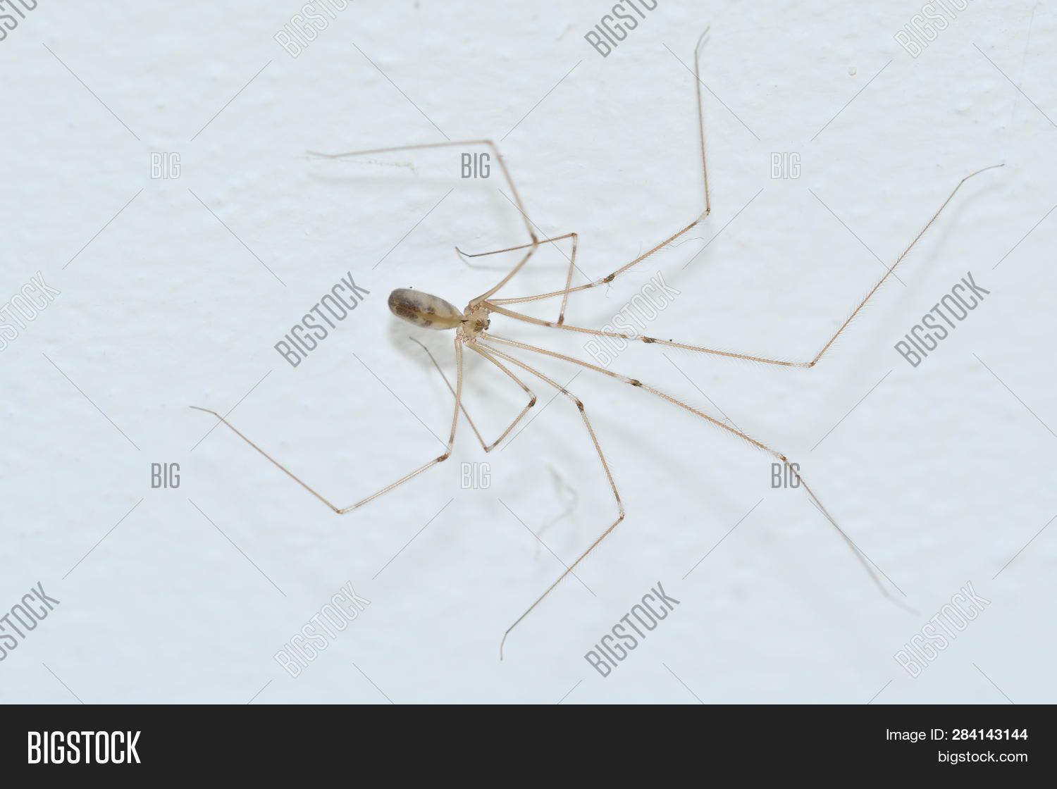 House Spider On Wall Image & Photo (Free Trial) | Bigstock