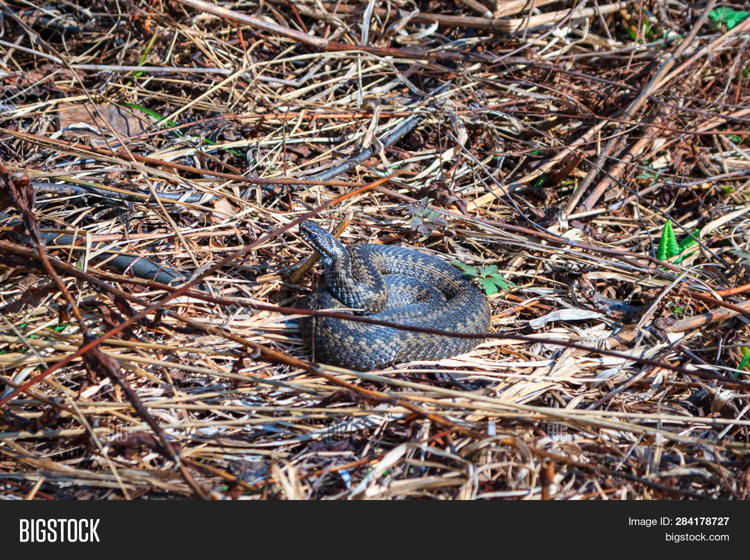 Viper Snake (vipera Image & Photo (Free Trial) | Bigstock