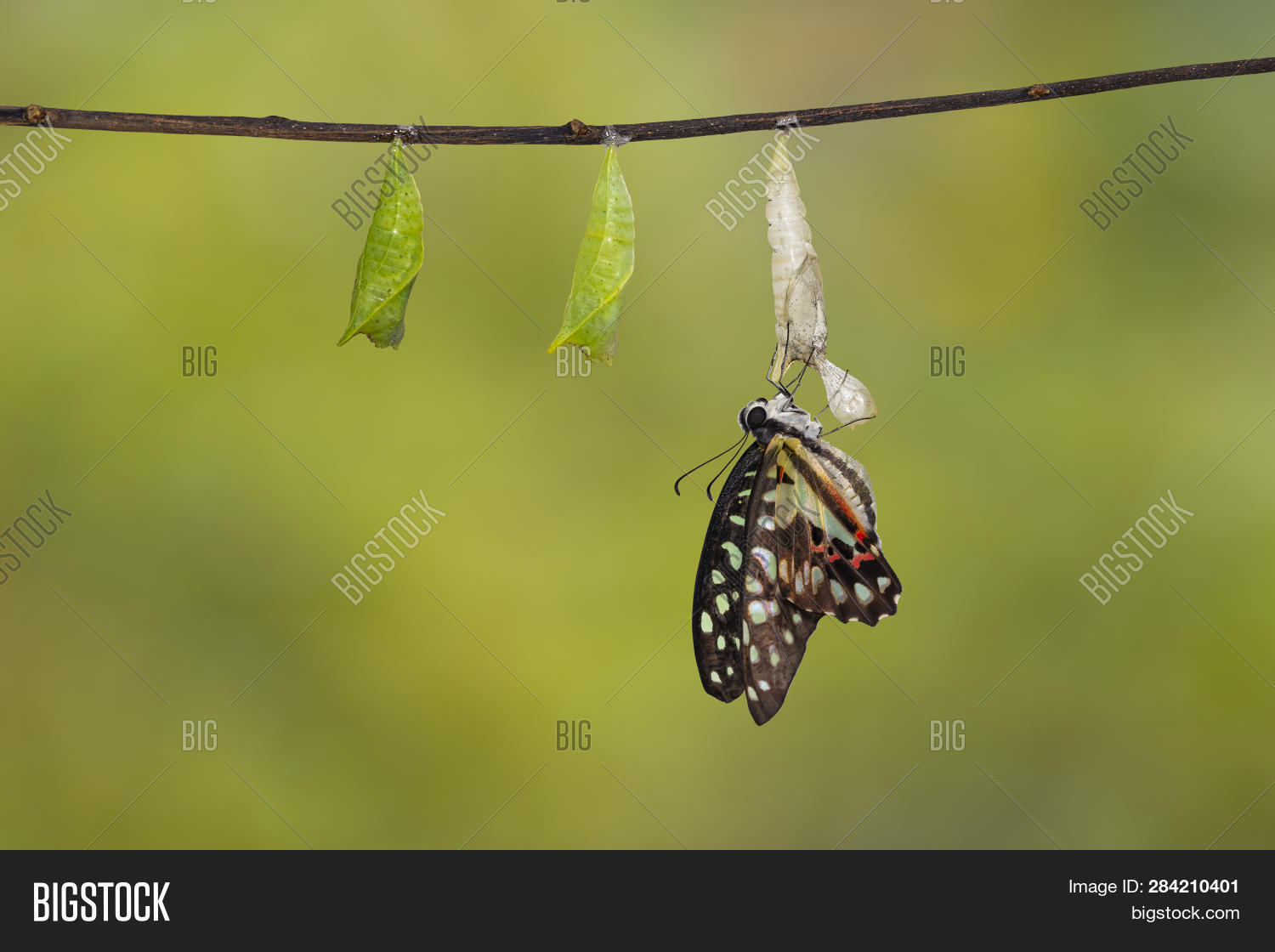 Emerged Common Jay Image & Photo (Free Trial) | Bigstock