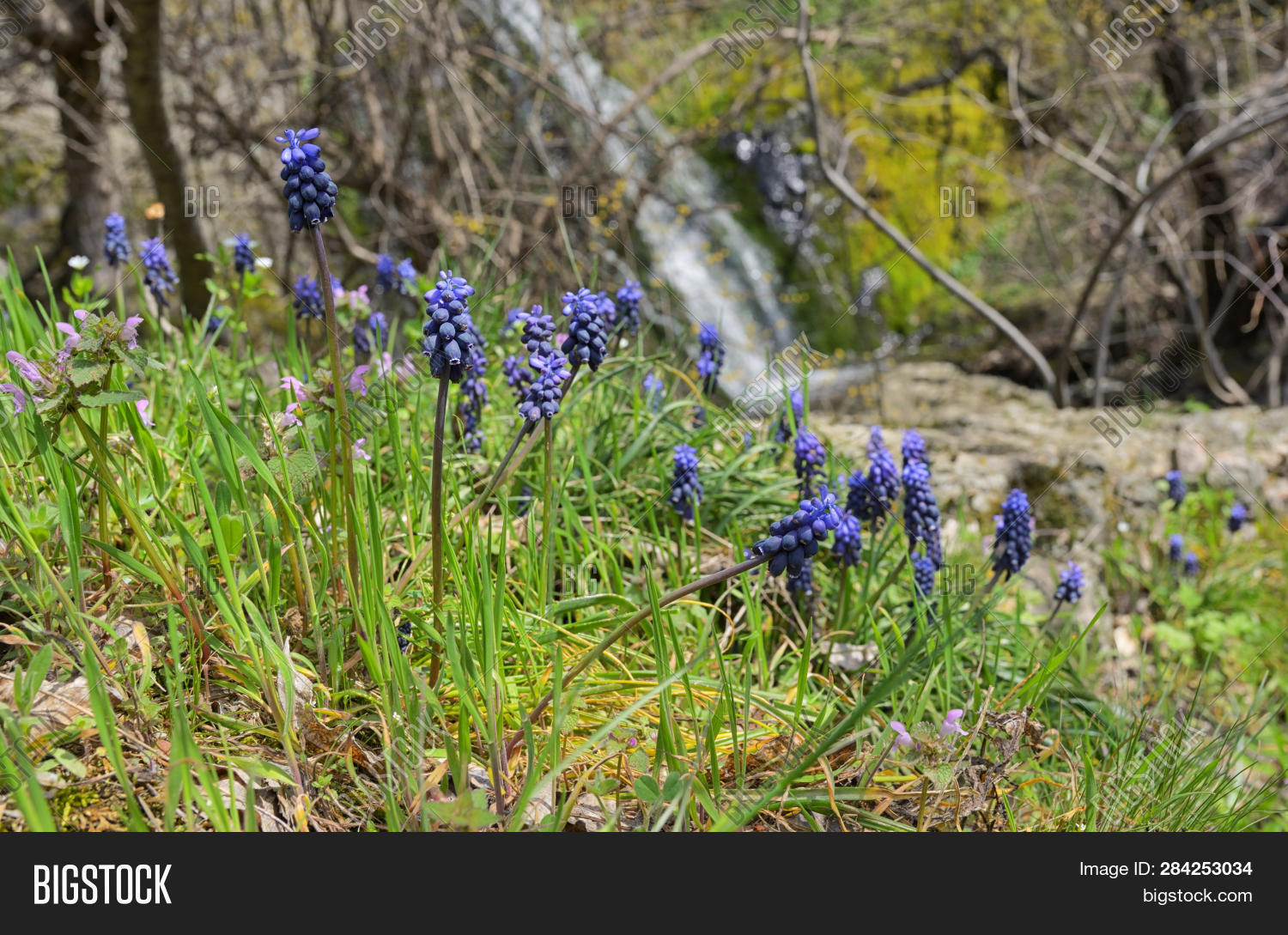Muscari Neglectum Image & Photo (Free Trial) | Bigstock
