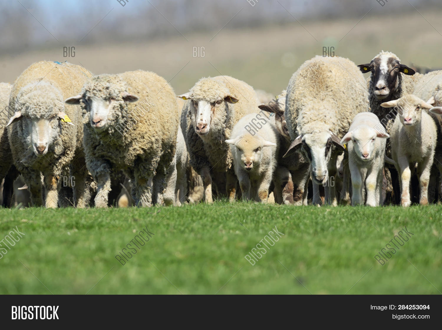 Sheeps Lambs On Spring Image & Photo (Free Trial) | Bigstock