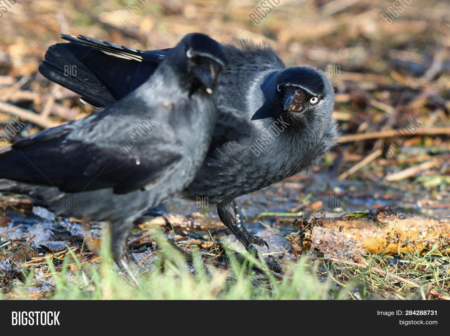 Pair Jackdaws On Image & Photo (Free Trial) | Bigstock
