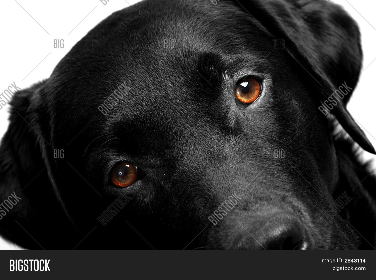 Labrador Head Bright Image & Photo (Free Trial) | Bigstock