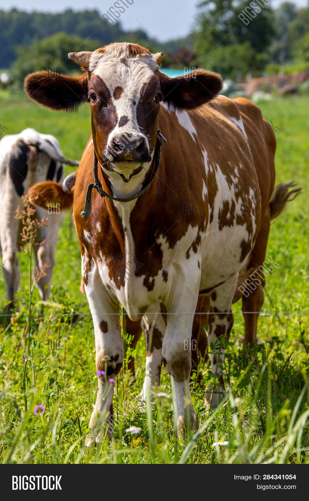 Dairy Cow Pasture Image & Photo (Free Trial) | Bigstock