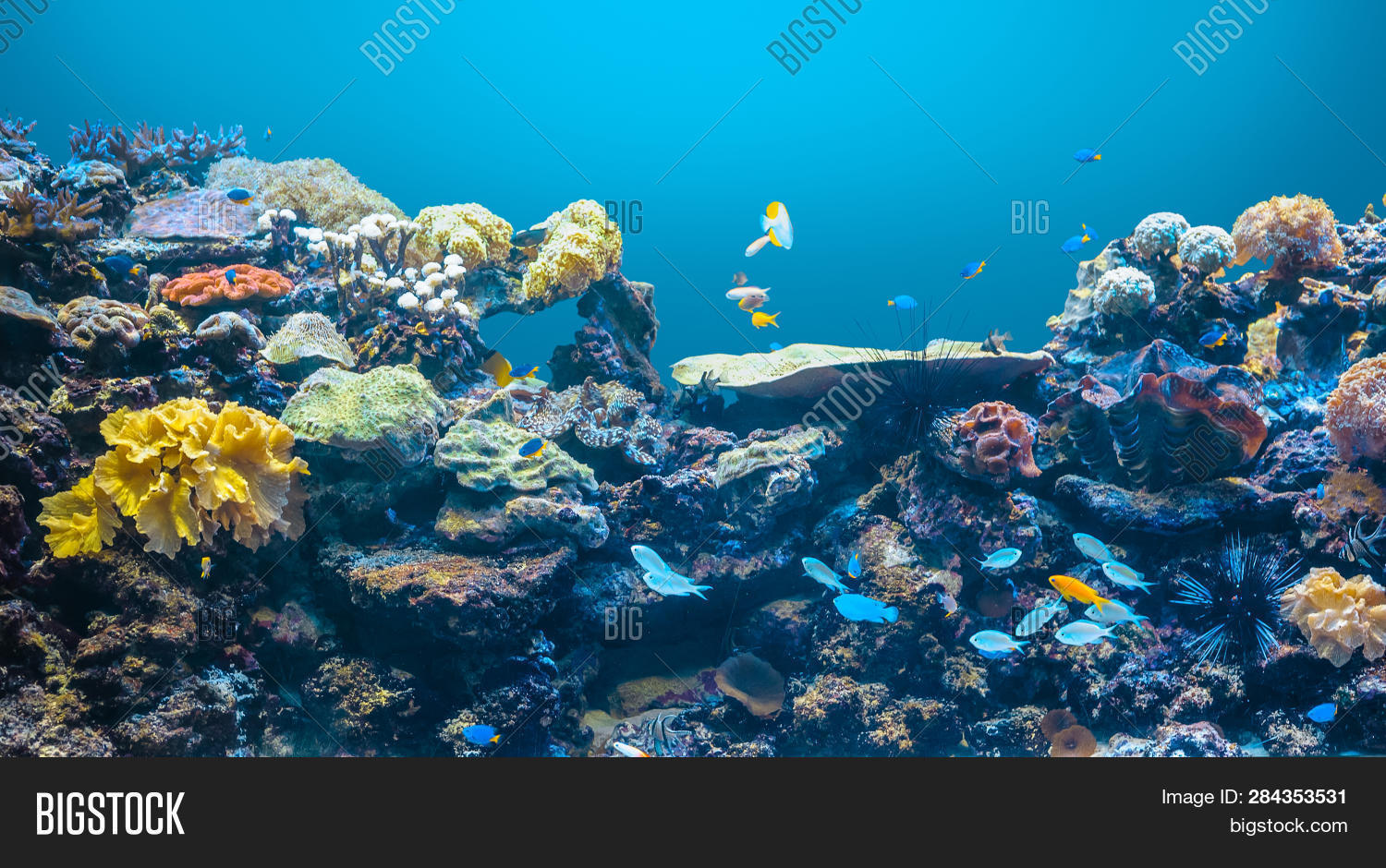 Reef Tank, Marine Image & Photo (Free Trial) | Bigstock