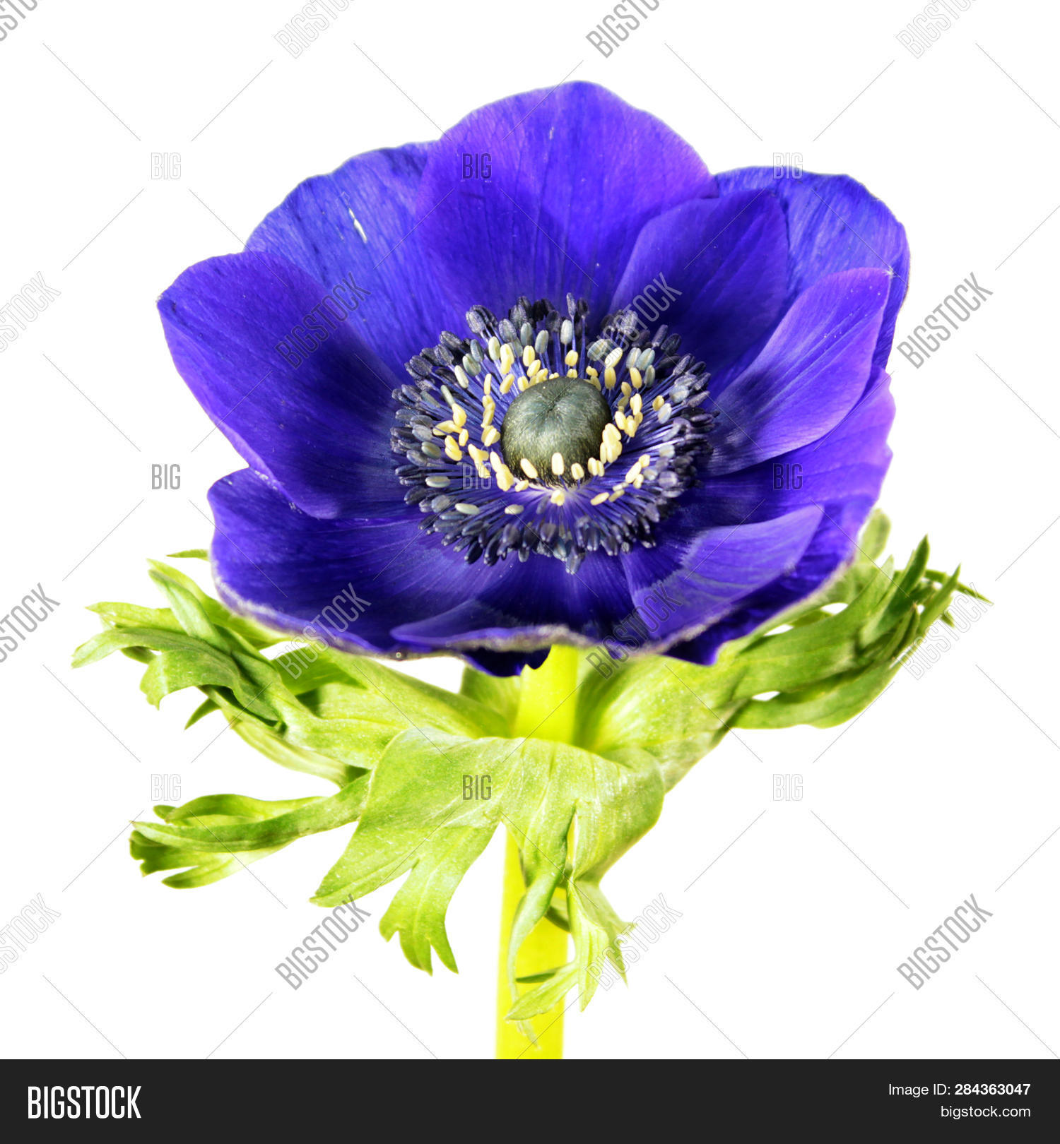 Blue Flower Anemone Image & Photo (Free Trial) | Bigstock