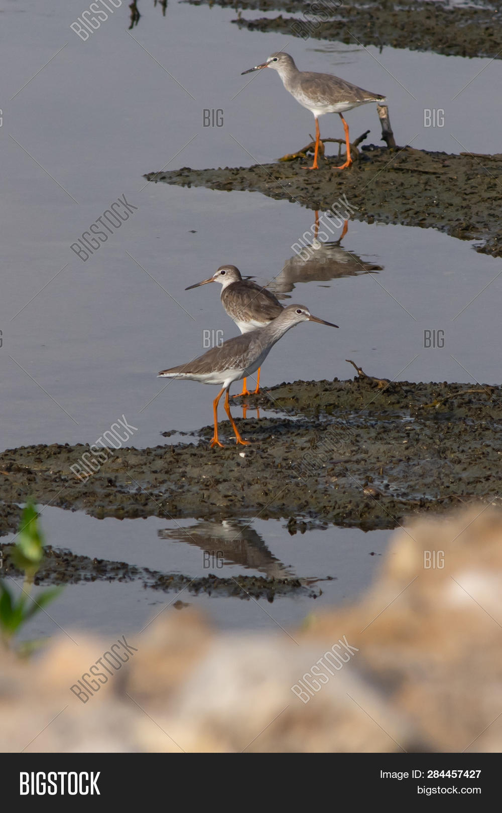 Three Common Redshanks Image & Photo (Free Trial) | Bigstock