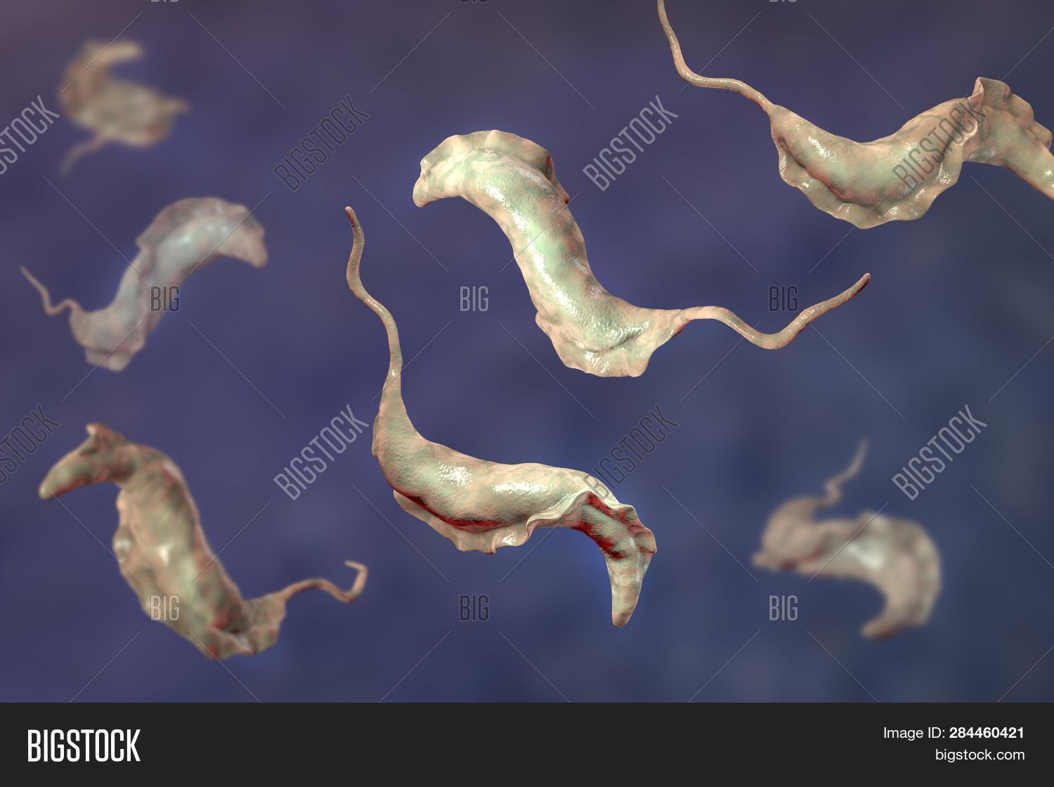 Trypanosoma Cruzi Image & Photo (Free Trial) | Bigstock