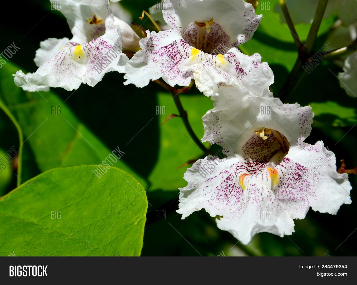 Southern Catalpa Tree Image & Photo (Free Trial) | Bigstock