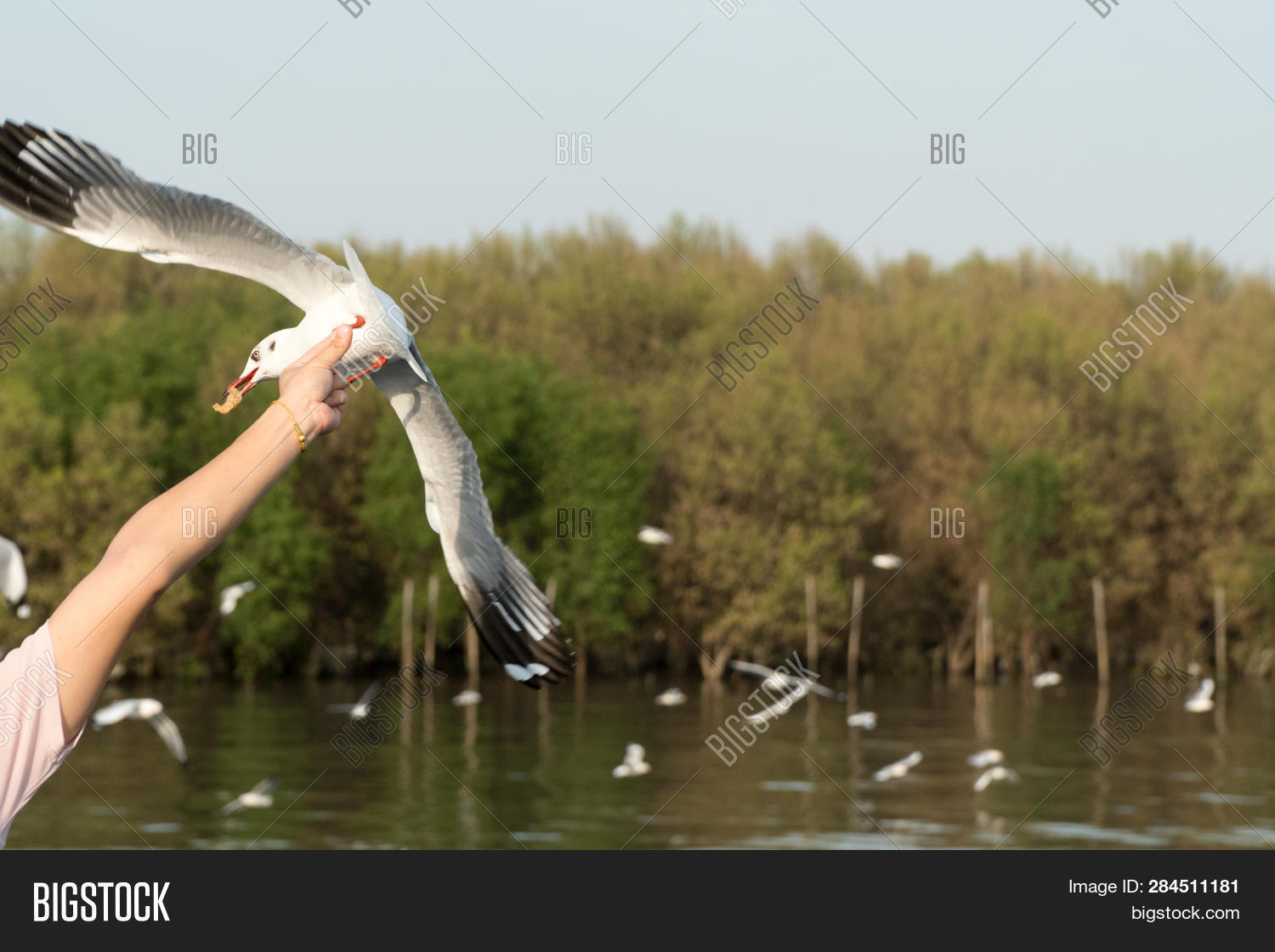 Feeding Seagull By Image & Photo (Free Trial) | Bigstock
