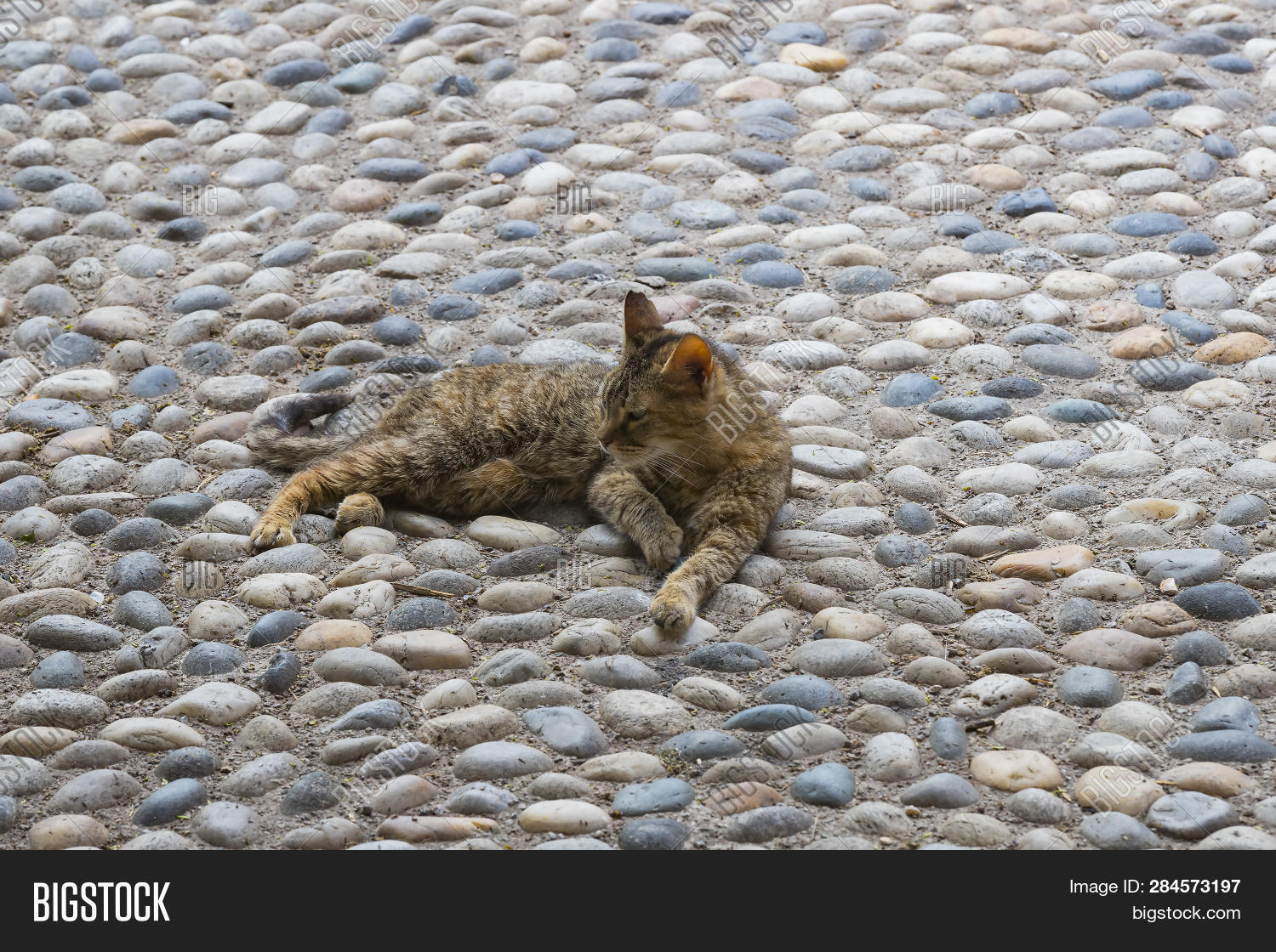 Street Homeless Cat Image & Photo (Free Trial) | Bigstock
