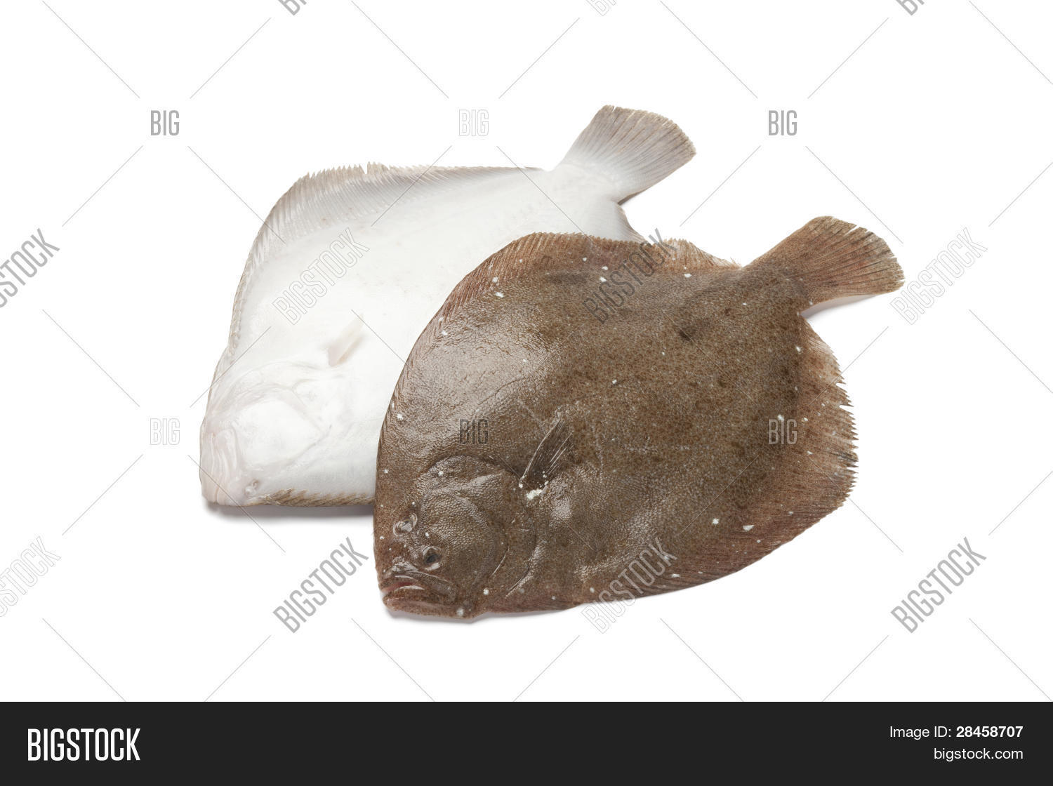 Back Front Brill Fish Image & Photo (Free Trial) | Bigstock
