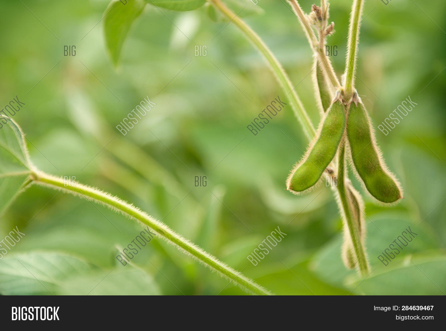 Pods Soybean On Image & Photo (Free Trial) | Bigstock