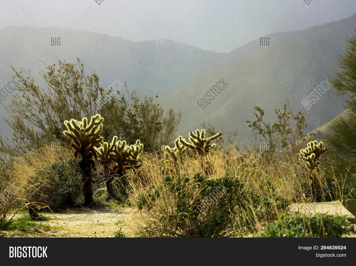 Cacti Plants Chaparral Image & Photo (Free Trial) | Bigstock