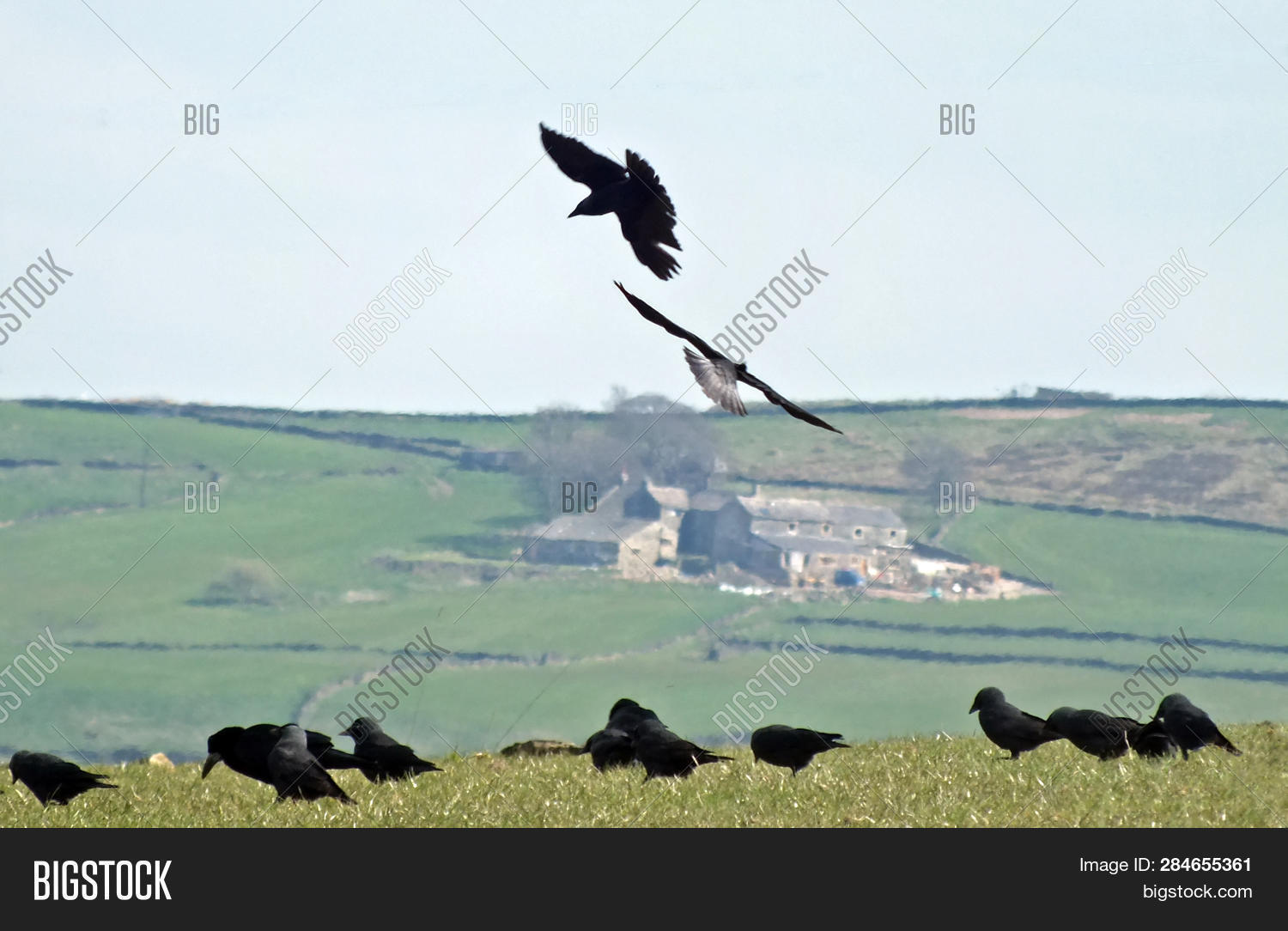 Two Crows Close Flying Image & Photo (Free Trial) | Bigstock