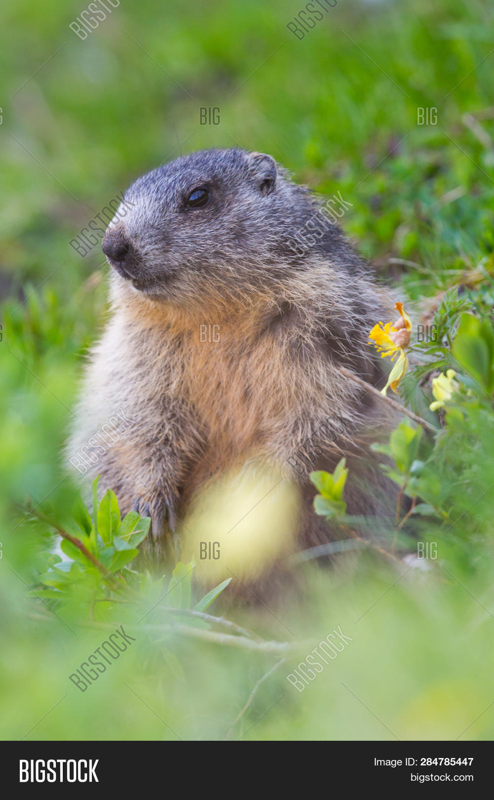 One Natural Groundhog Image & Photo (Free Trial) | Bigstock