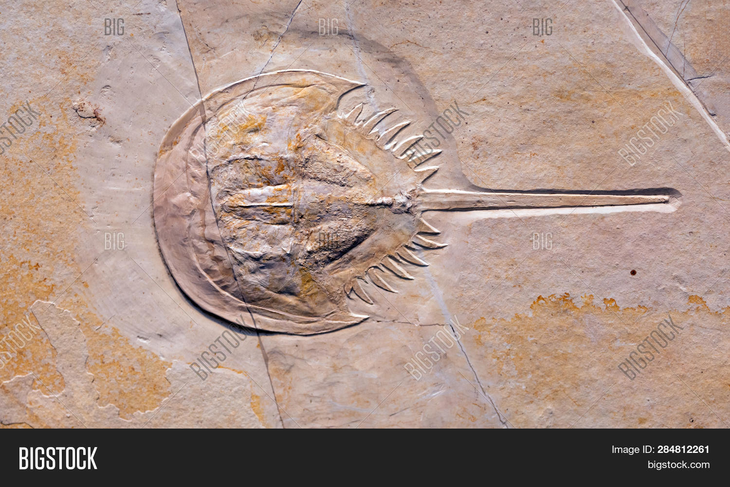 Fossil Mesolimulus Image & Photo (Free Trial) | Bigstock