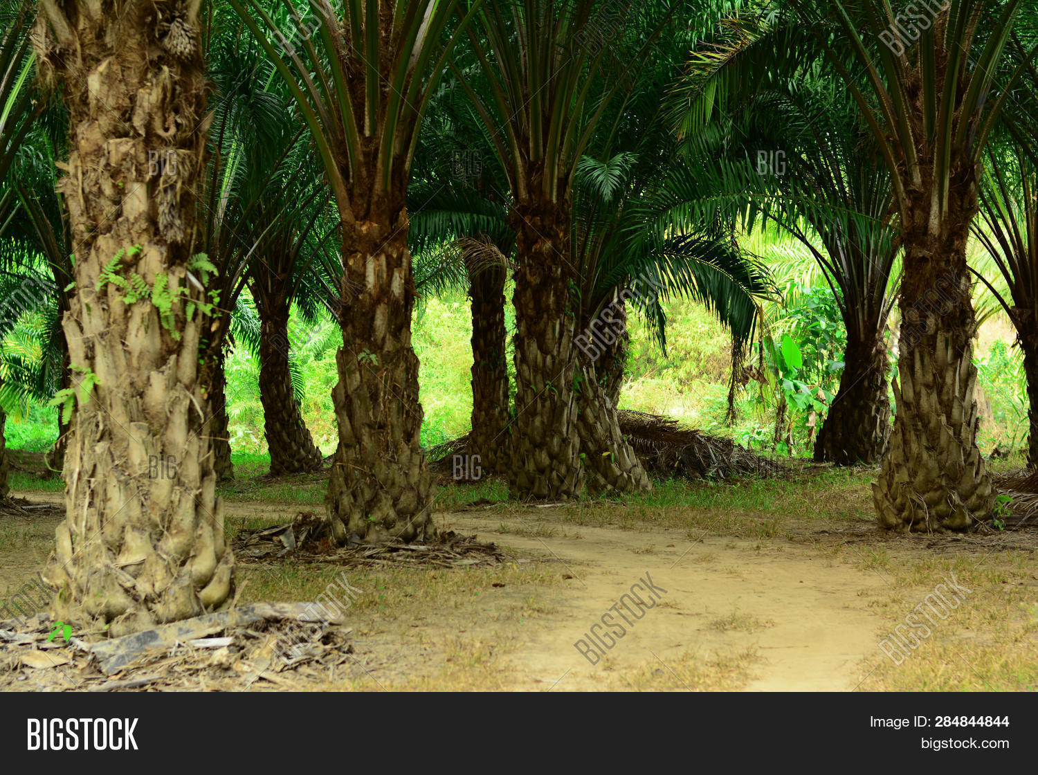 Green Palm Tree Walk Image & Photo (Free Trial) | Bigstock