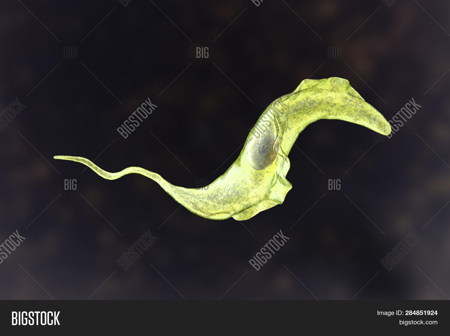 Trypanosoma Cruzi Image & Photo (Free Trial) | Bigstock