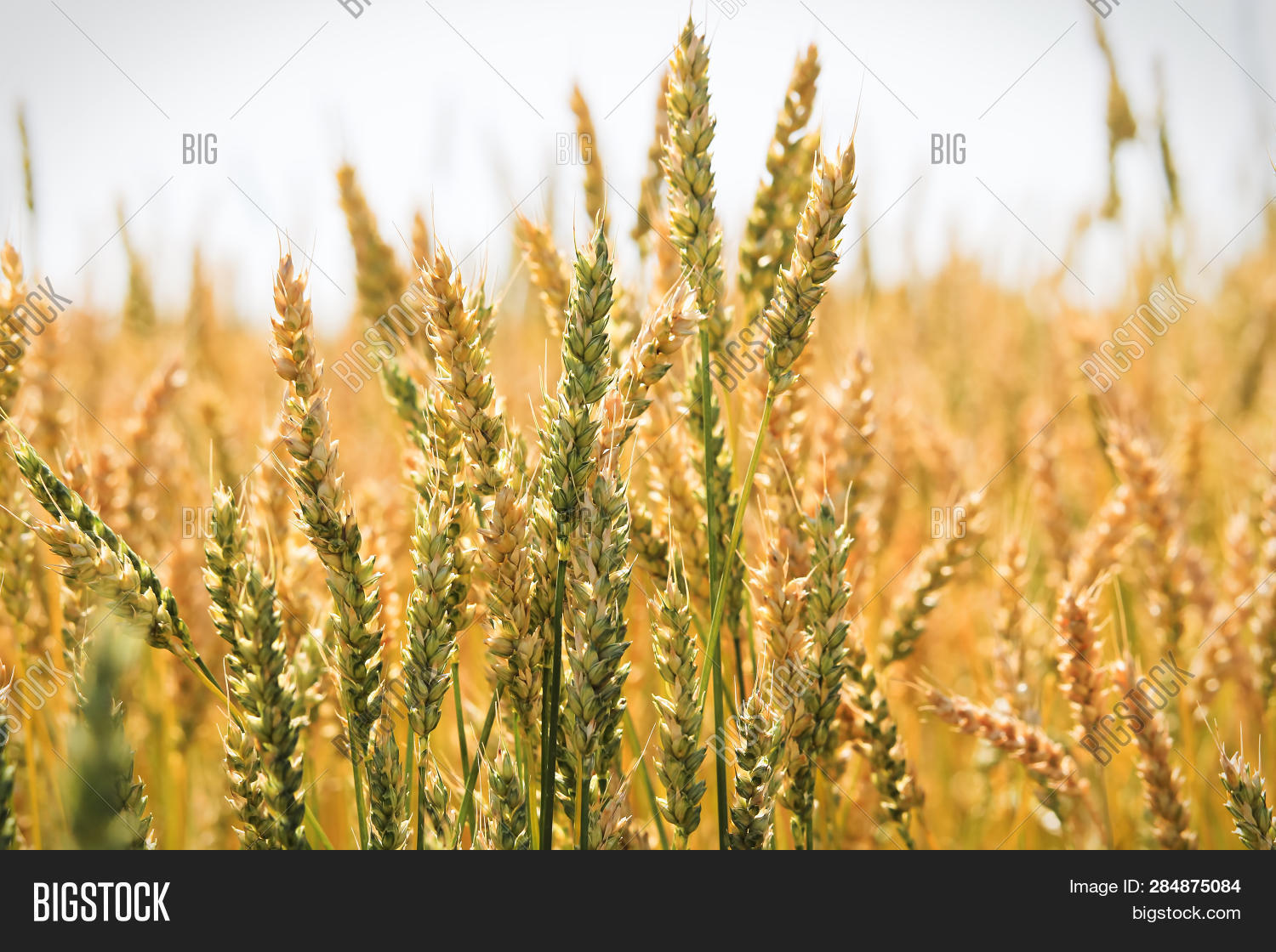 Closeup Ripening Wheat Image & Photo (Free Trial) | Bigstock