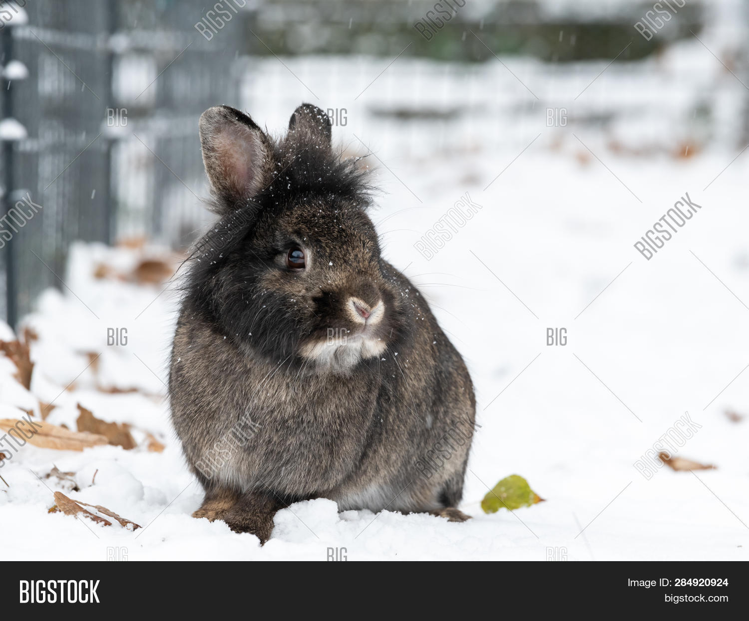 Brown Dwarf Rabbit ( Image & Photo (Free Trial) | Bigstock