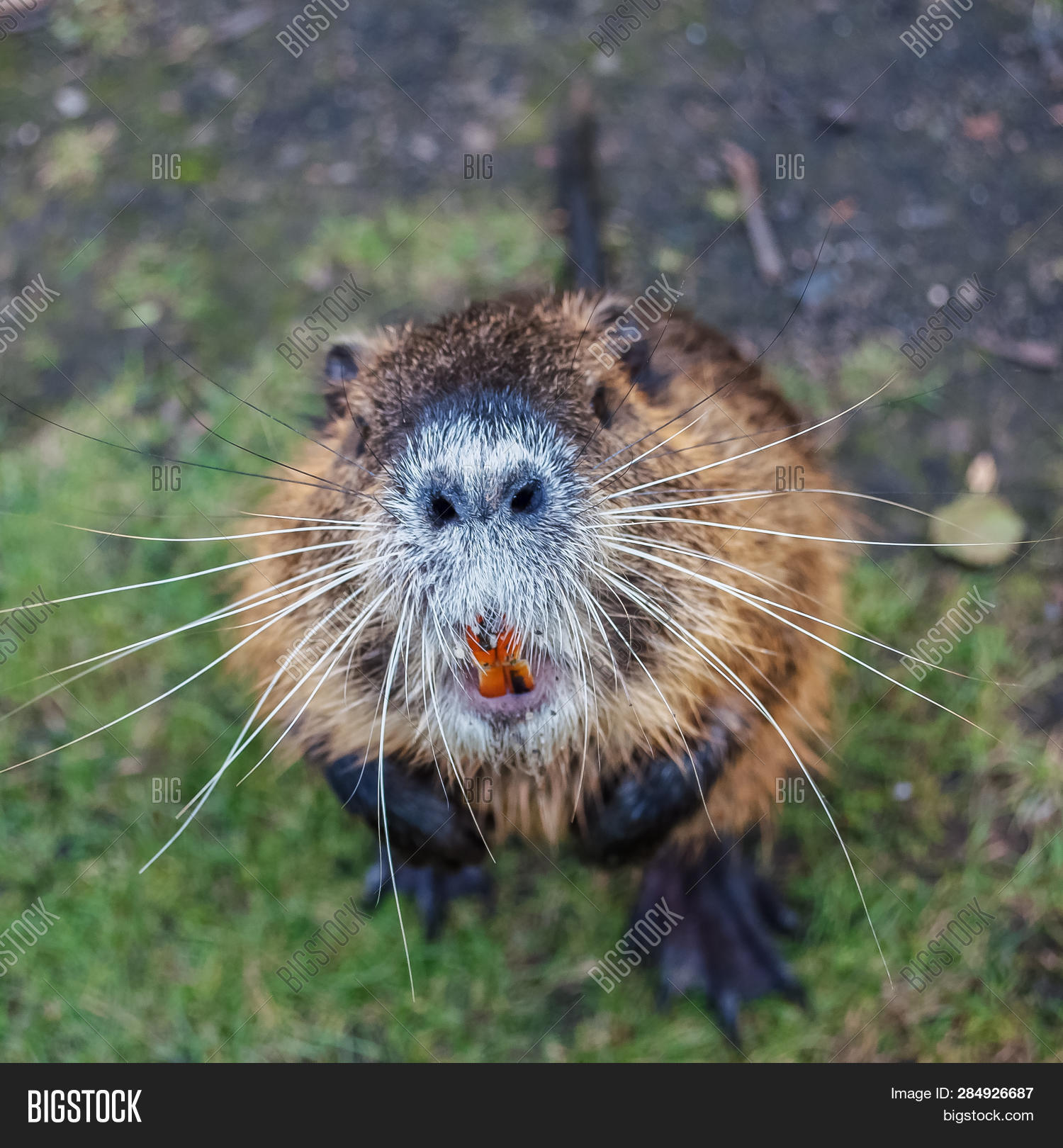 Nutria Animal Stands Image & Photo (Free Trial) | Bigstock