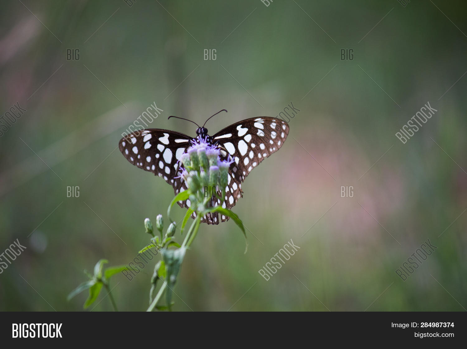 Beautiful Blue Spotted Image & Photo (Free Trial) | Bigstock