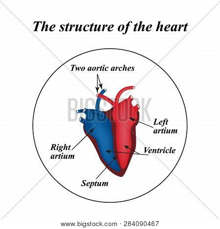 Structure Heart. Vector & Photo (Free Trial) | Bigstock