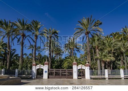 Elche, Alicante, Spain Image & Photo (Free Trial) | Bigstock
