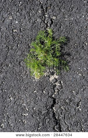 Power Weed - Stock Image - Everypixel