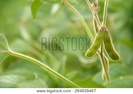Pods Soybean On Image & Photo (Free Trial) | Bigstock