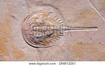 Fossil Mesolimulus Image & Photo (Free Trial) | Bigstock