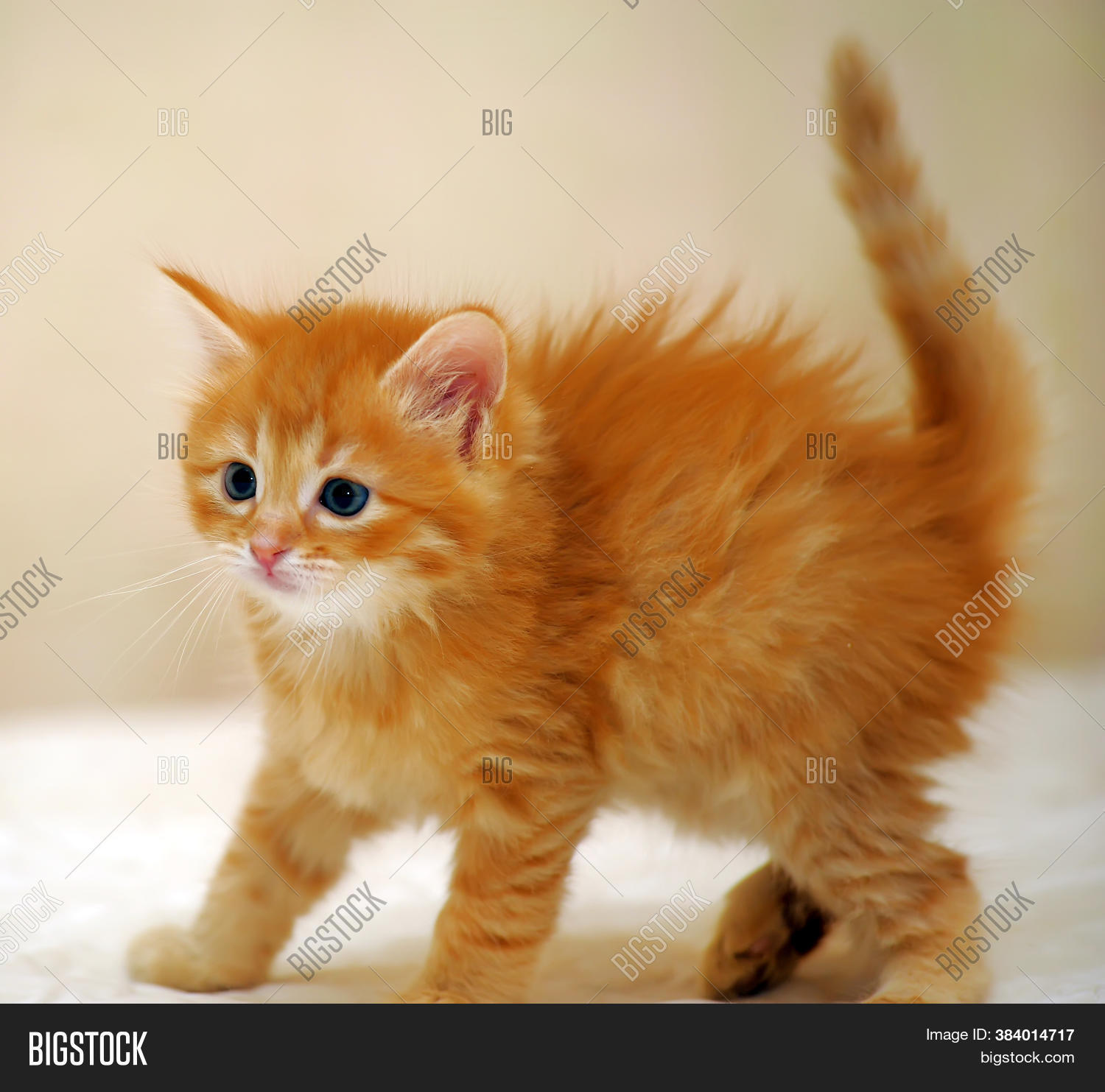 Fluffy Redhead Kitten Image & Photo (Free Trial) | Bigstock