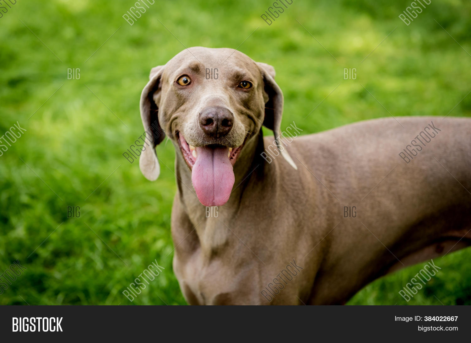 Portrait Cute Image & Photo (Free Trial) | Bigstock