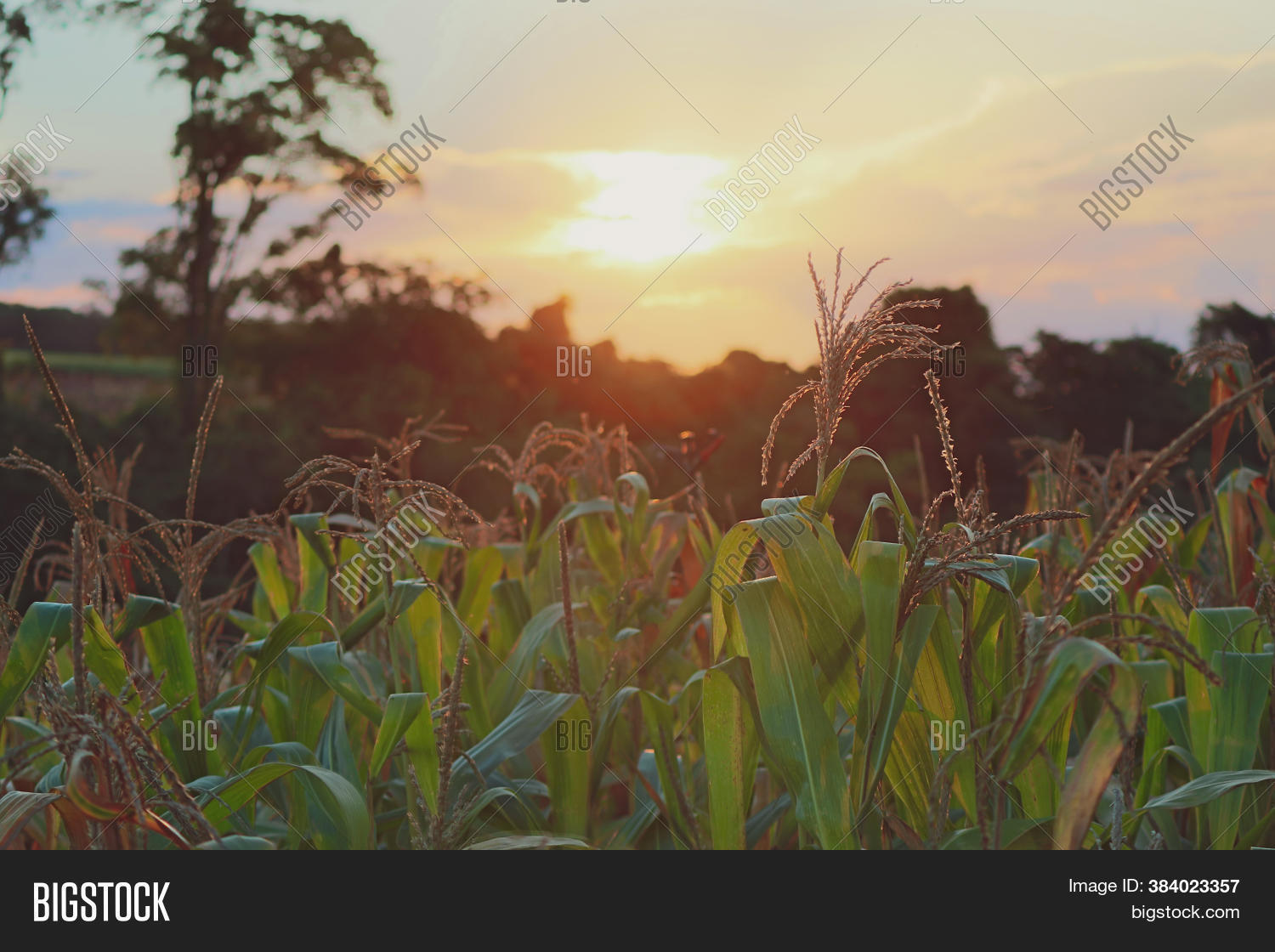 Sunset On Corn Field Image & Photo (Free Trial) | Bigstock