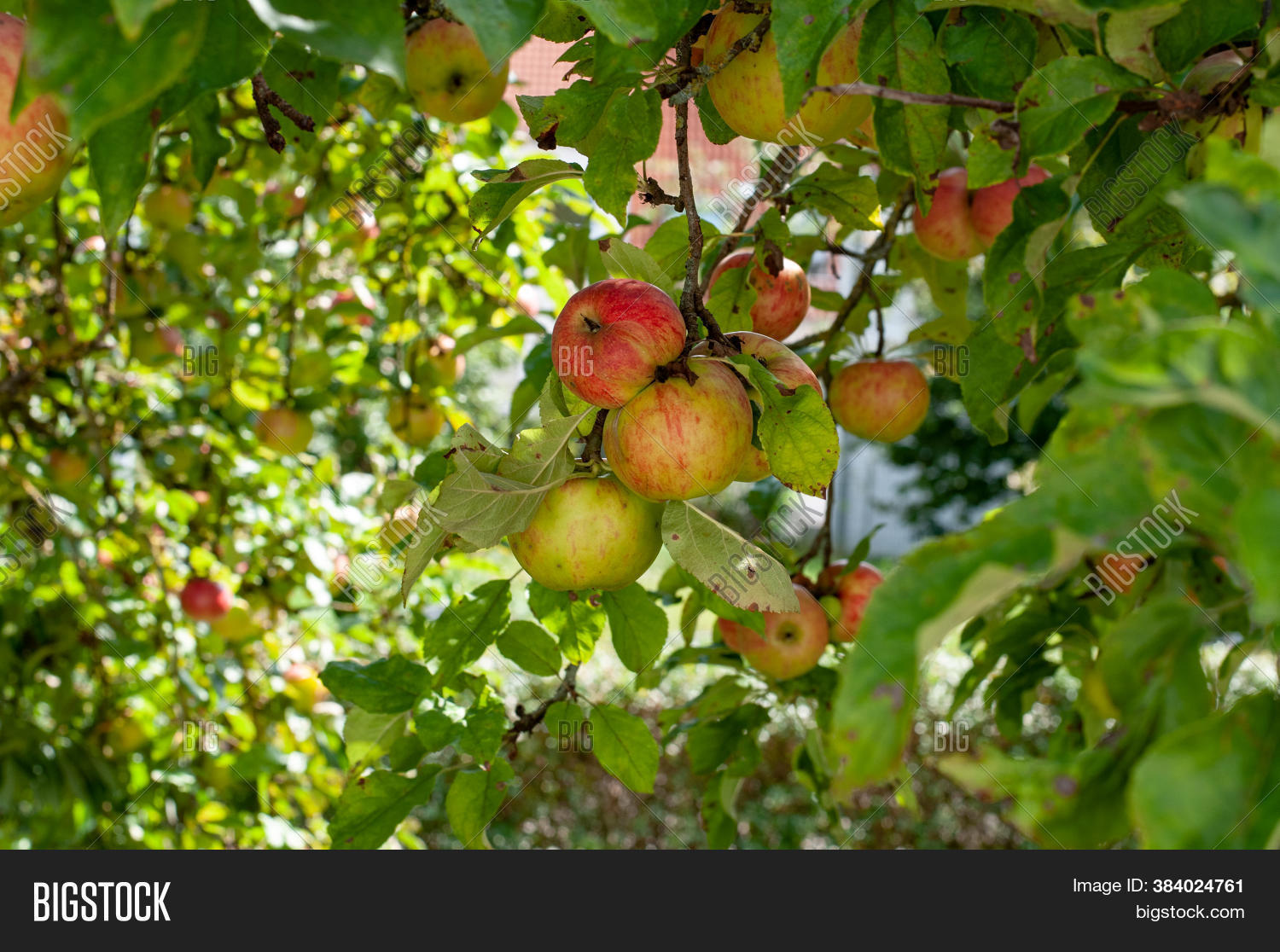 Close- Ripe Apples Image & Photo (Free Trial) | Bigstock