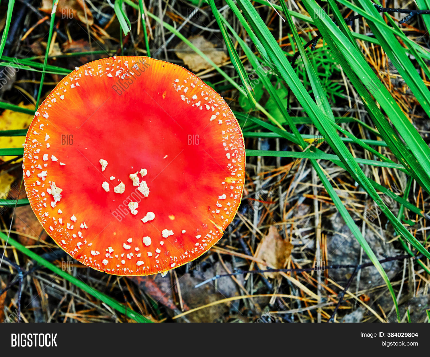 Poisonous Mushroom Red Image & Photo (Free Trial) | Bigstock