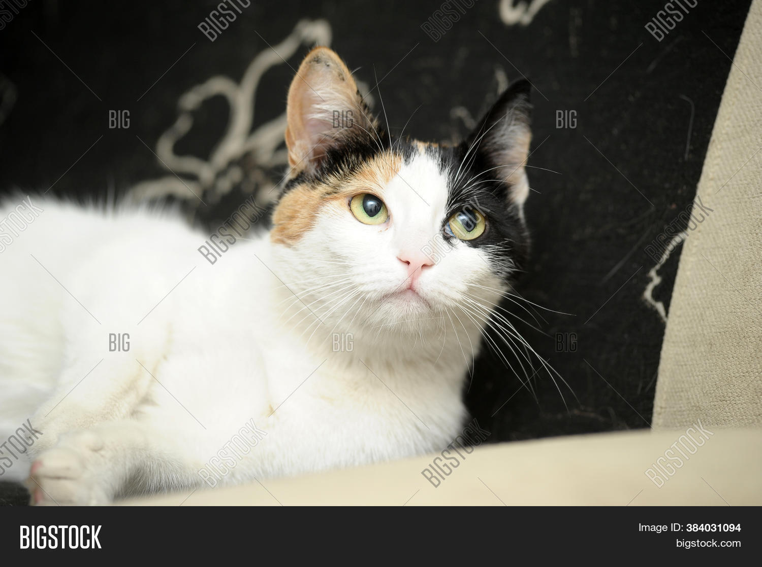 White-black-red Cat Image & Photo (Free Trial) | Bigstock