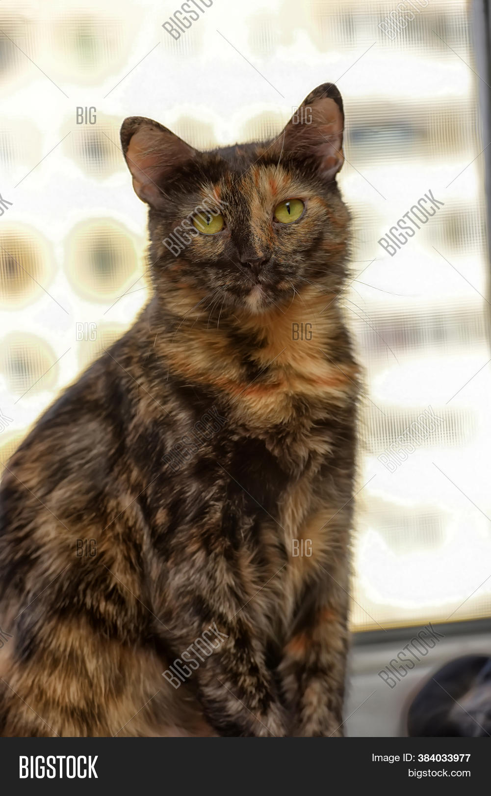 Black Red Cat Portrait Image & Photo (Free Trial) | Bigstock