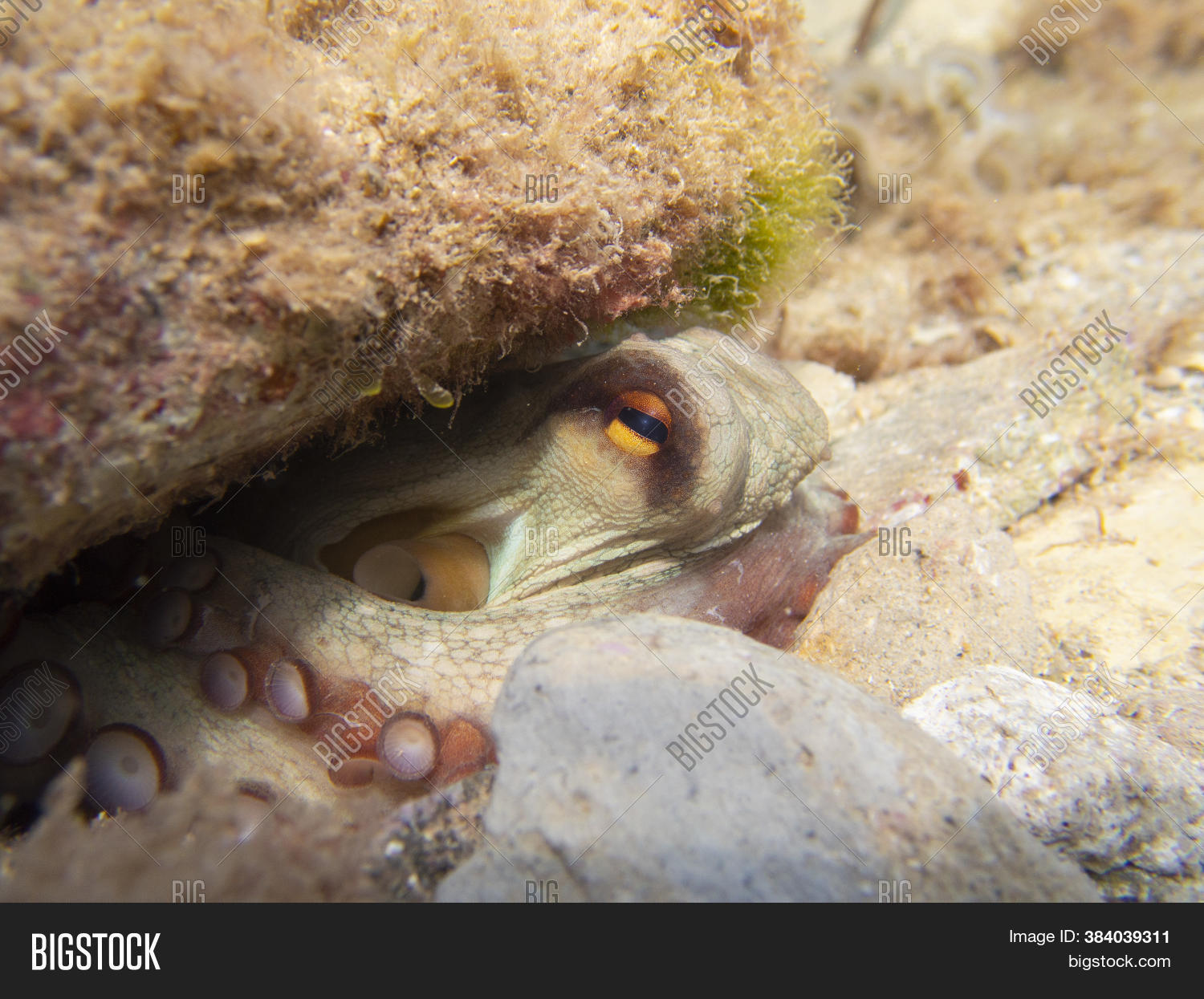 Macro View Octopus Image & Photo (Free Trial) | Bigstock