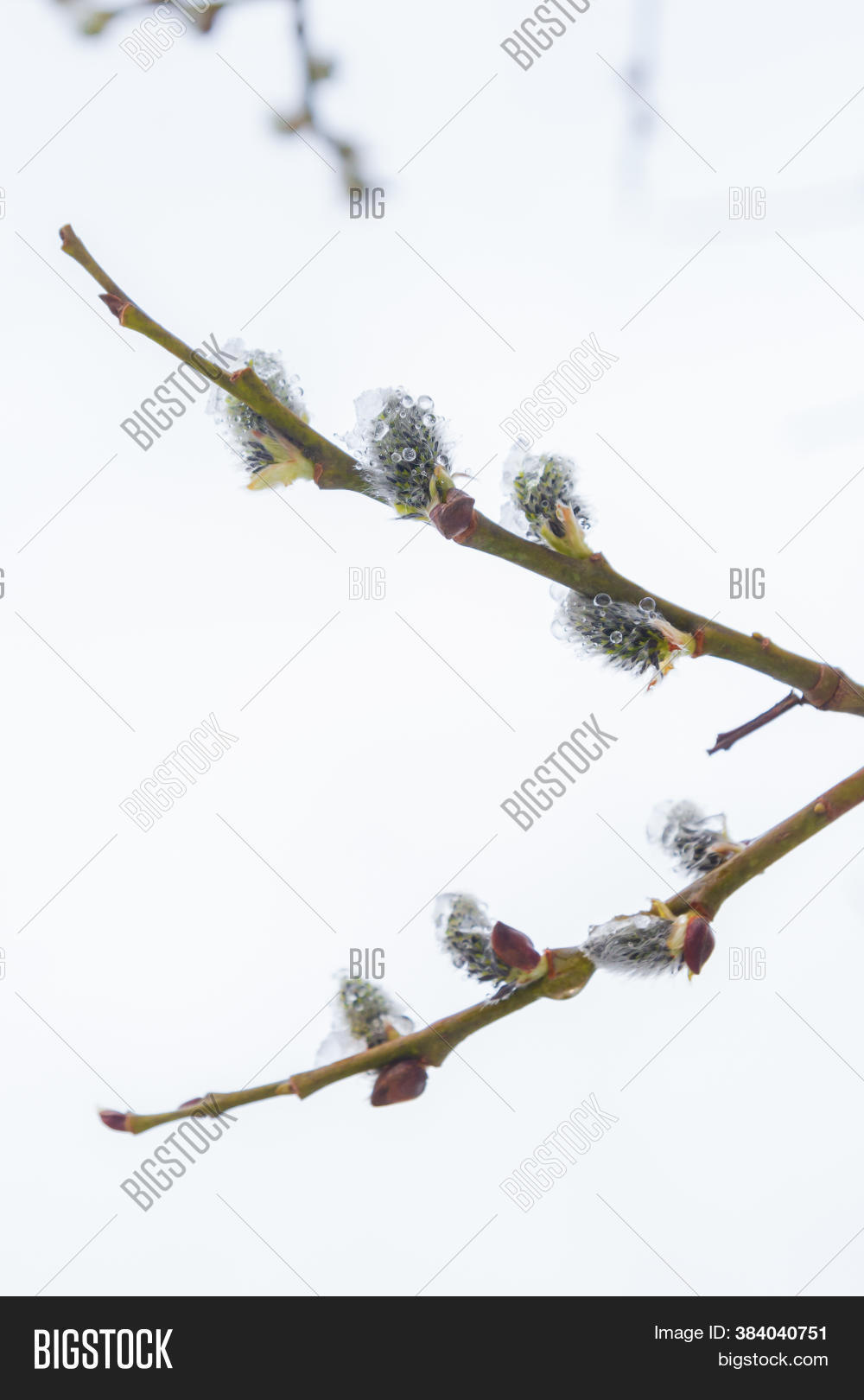 Spring Willow Tree Image & Photo (Free Trial) | Bigstock