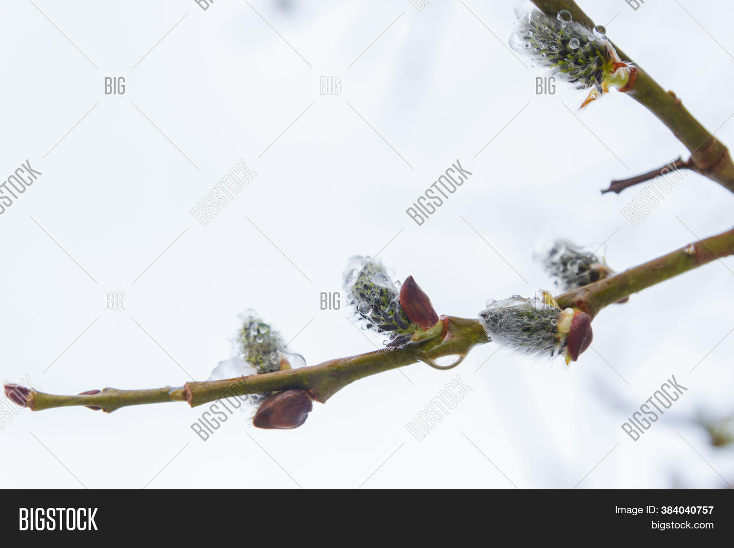 Spring Willow Tree Image & Photo (Free Trial) | Bigstock