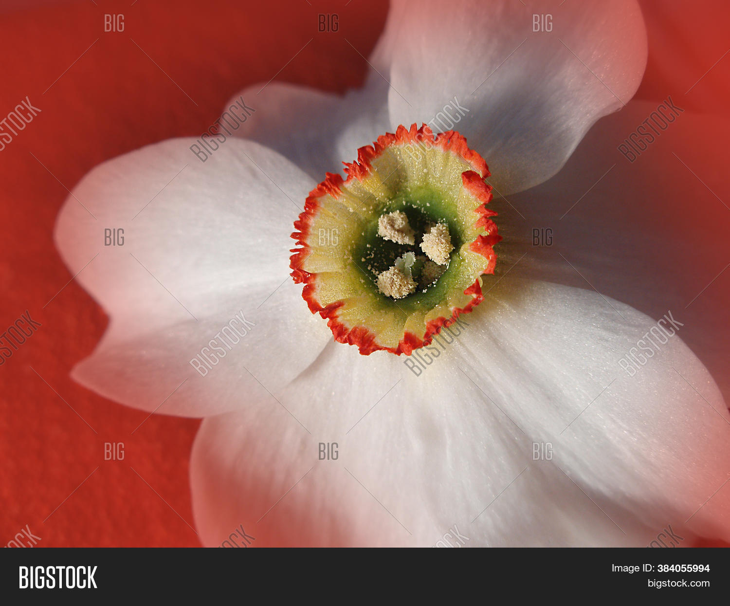 Narcissus Blooming Image & Photo (Free Trial) | Bigstock