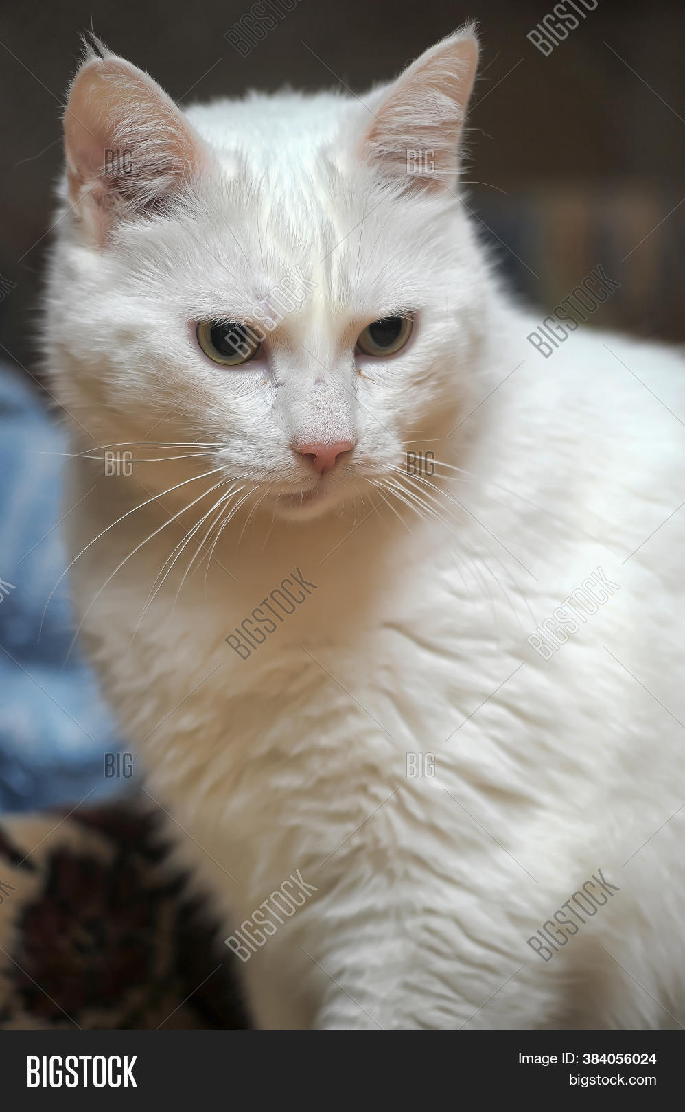 White Cat Albino Image & Photo (Free Trial) | Bigstock