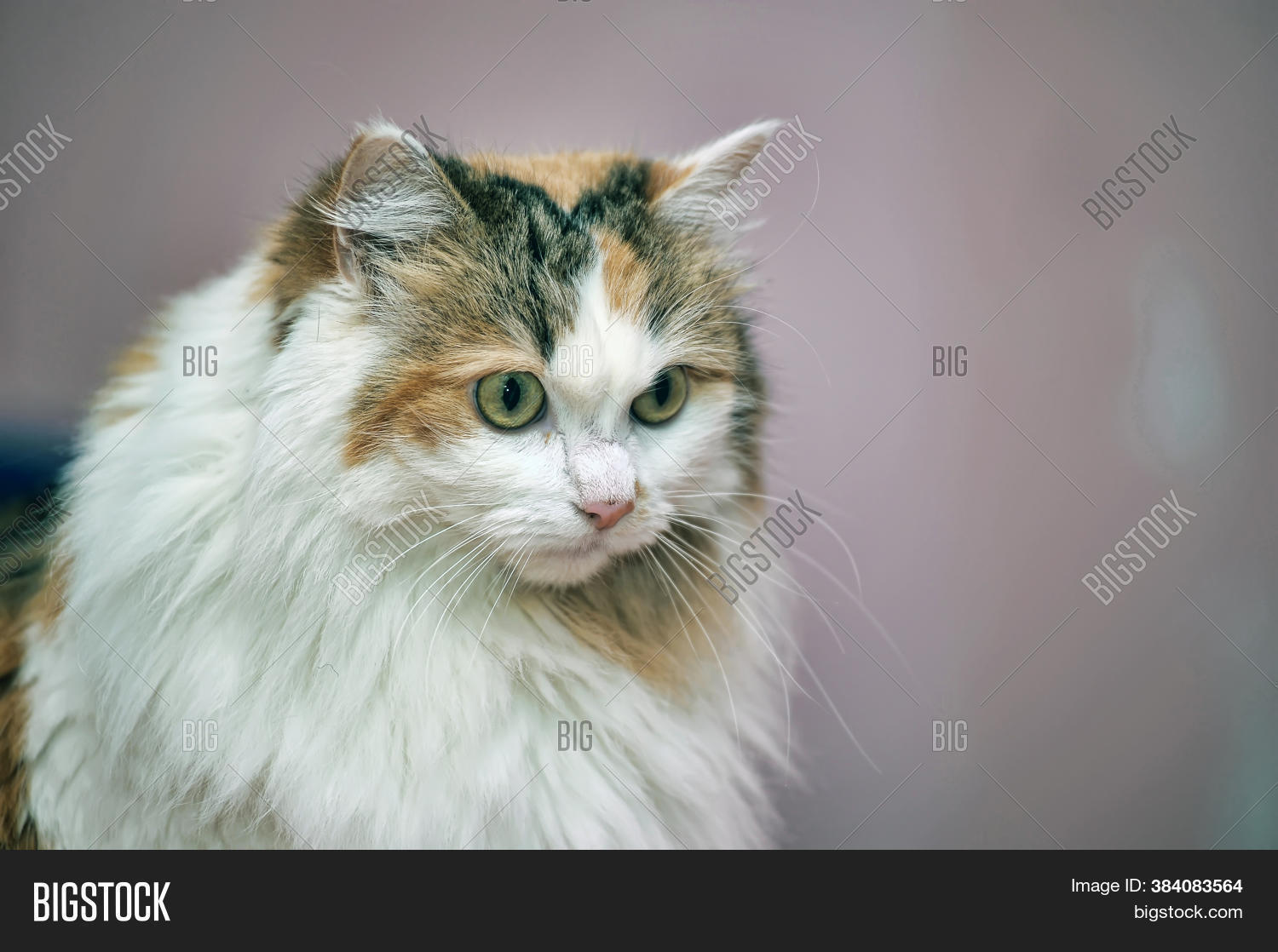 Beautiful Fluffy Fat Image & Photo (Free Trial) | Bigstock