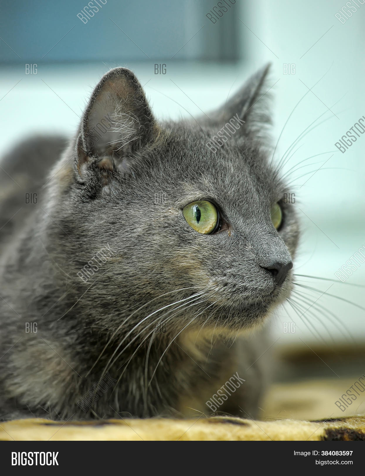 Gray Red Cat Green Image & Photo (Free Trial) | Bigstock