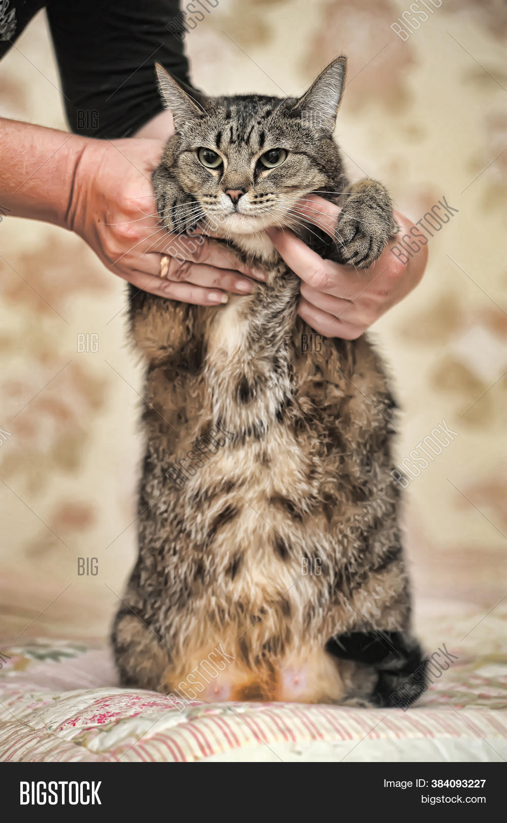 Fat Tabby Cat Hands Image & Photo (Free Trial) | Bigstock