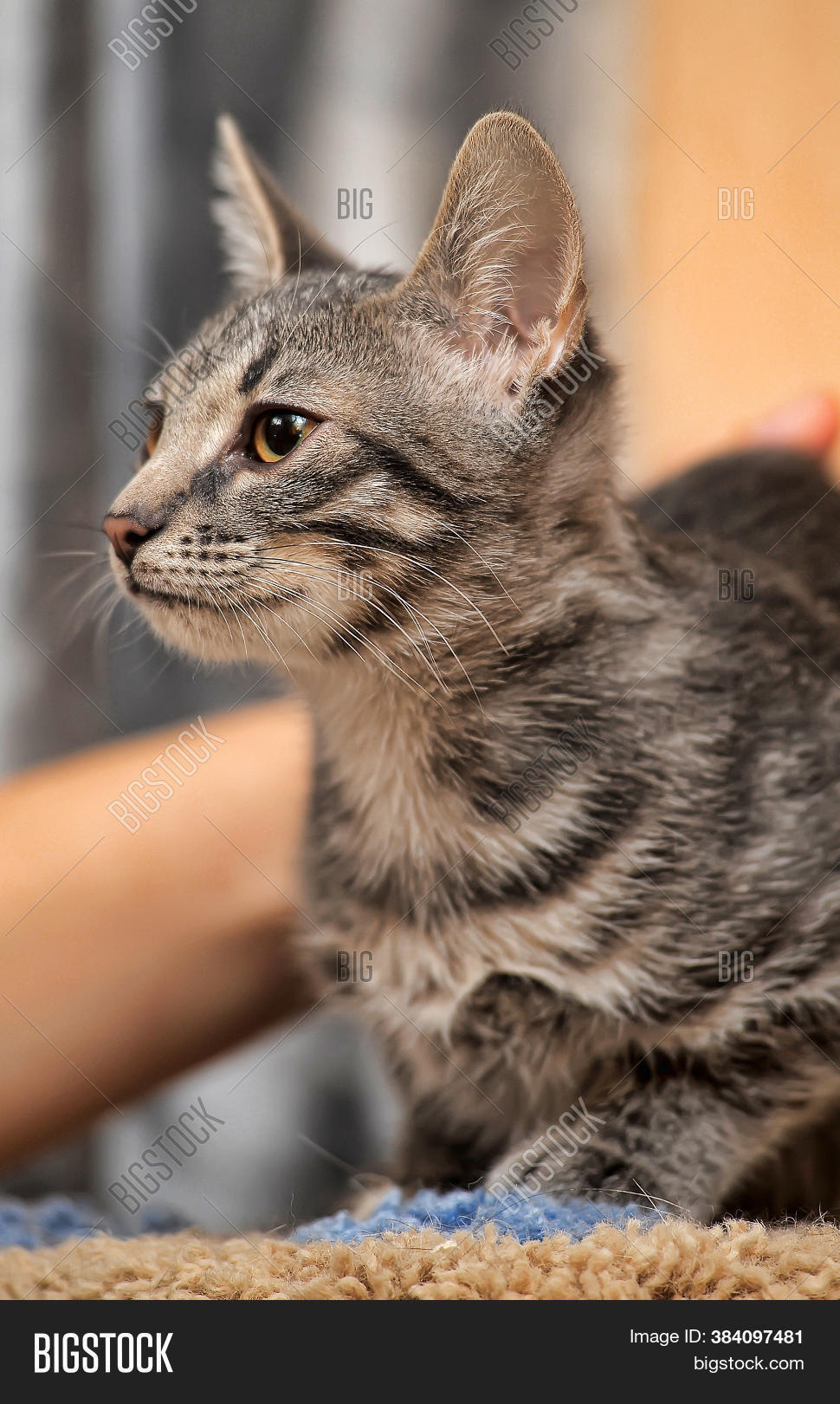 Beautiful Gray Striped Image & Photo (Free Trial) | Bigstock
