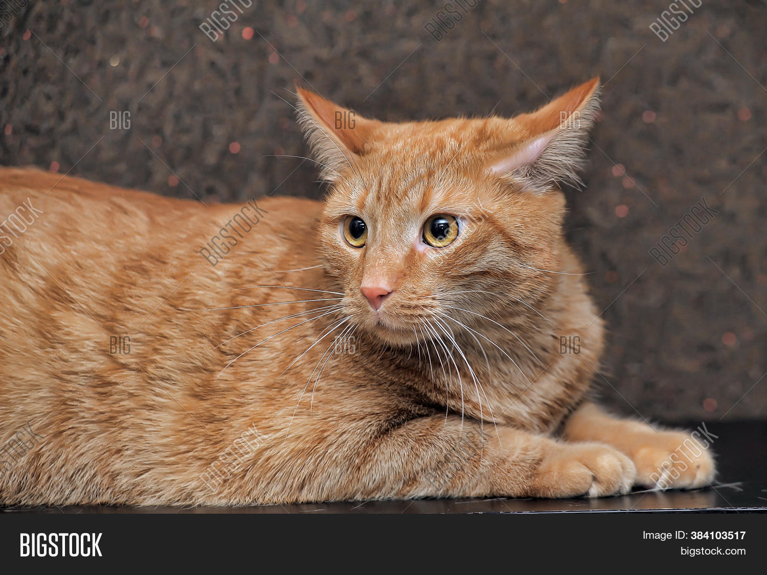 Large Plump Red Cat Image & Photo (Free Trial) | Bigstock